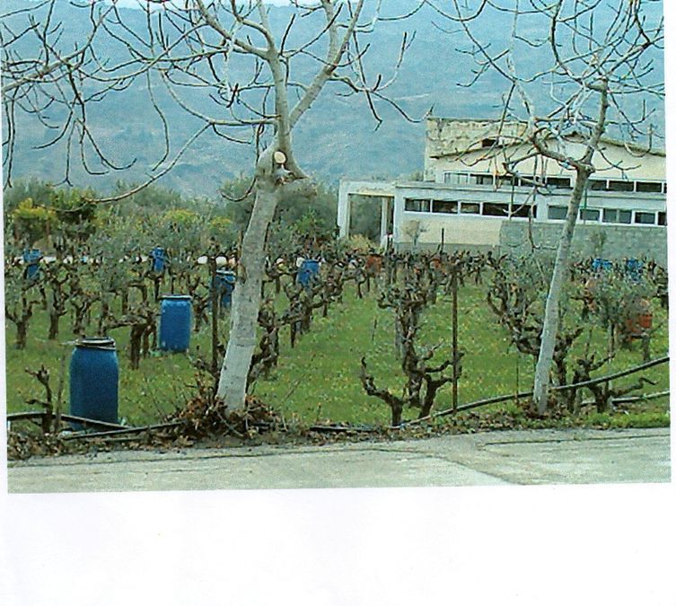 Βιοτεχνικός χώρος προς πώληση Άμπελος (Ακράτα)