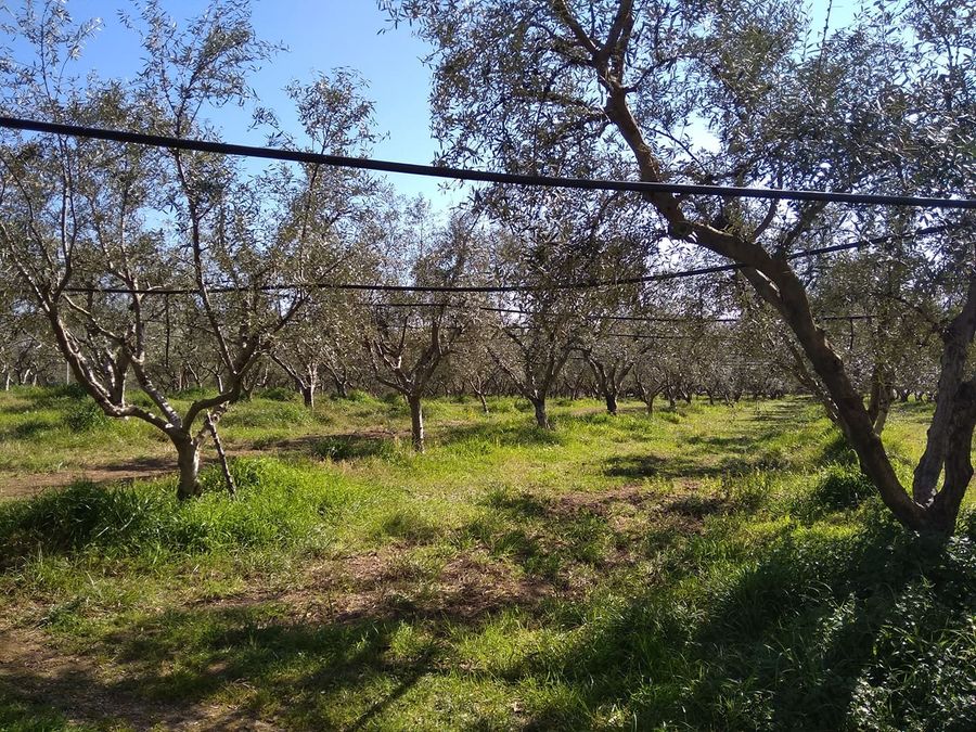 Σκάλα - Πωλείται ελαιώνας με 860 ελαιόδεντρα και αγροικία