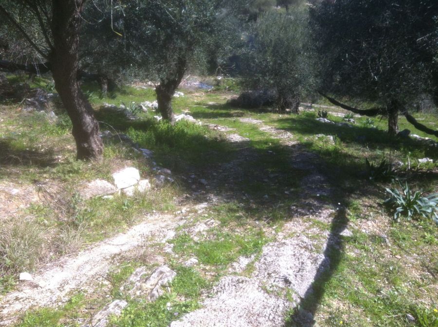 ΕΛΑΙΩΝΑΣ ΜΕ ΕΞΟΧΙΚΗ ΚΑΤΟΙΚΙΑ ΗΜΙΤΕΛΗ 5 ΣΤΡΕΜΑΤΑ 90 ΔΕΝΤΡΑ