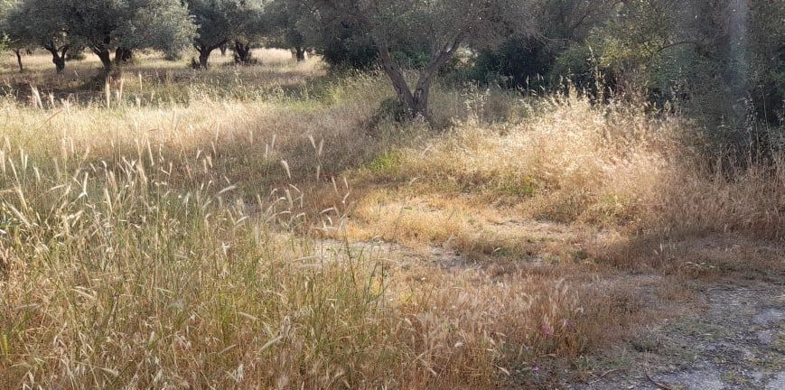 Αγροτεμάχιο προς πώληση Νέα Ποτίδαια (Μουδανιά) - Αγροτεμαχιο εξω απο ...