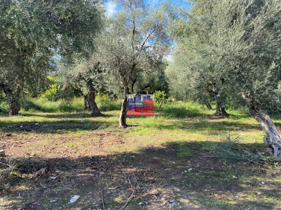 Πώληση, Οικόπεδο, 1235τ.μ. Διακοπτό, Ελαιώνας | 11820356 | Spitogatos