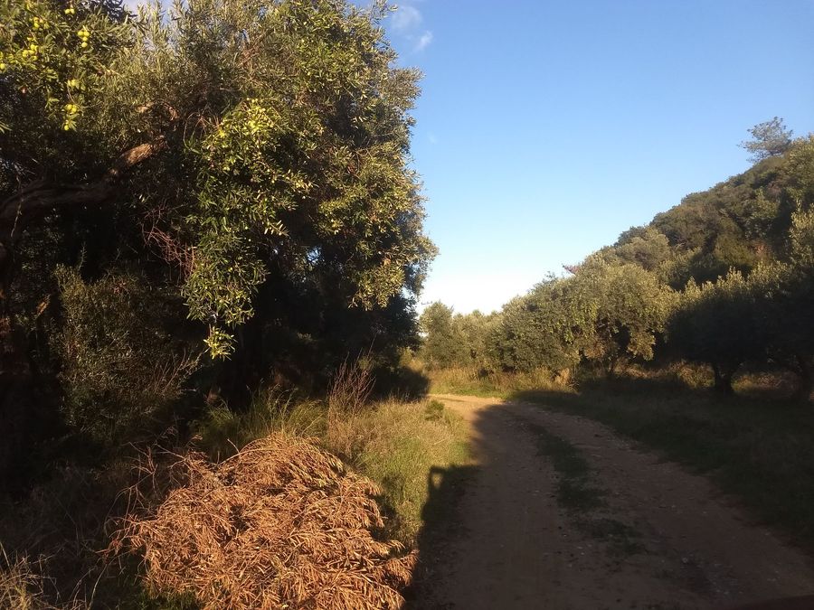 Αγροτεμάχιο προς πώληση Σαλονικιού (Σιθωνία) - ΠΡΟΣ ΠΩΛΗΣΗ: ΑΓΡΟΤΕΜΑΧΙΟ ...