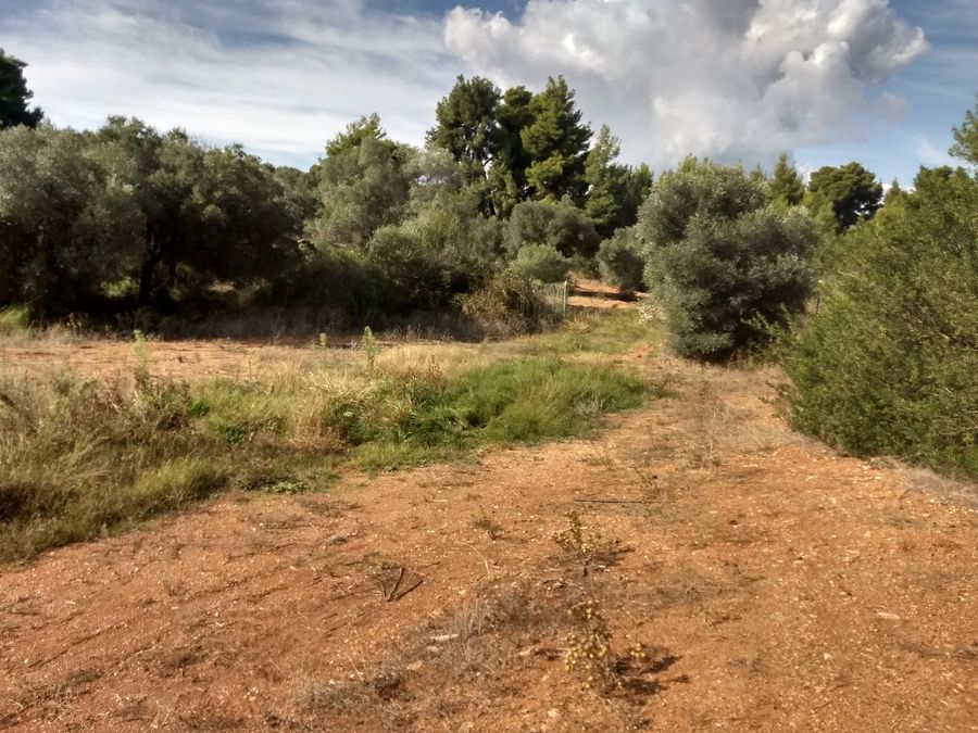 Πώληση, Αγροτεμάχιο, 6500τ.μ. Σιθωνία, Νικήτη | 11549270 | Spitogatos