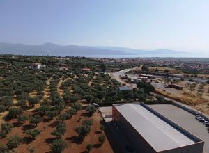 Πώληση, Αγροτεμάχιο, 6500τ.μ. Αχαΐα, Αίγιο | 12810922 | Spitogatos