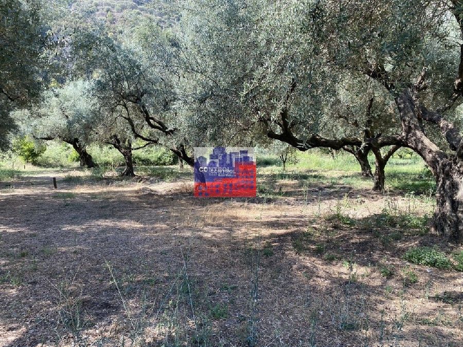Αγροτεμάχιο προς πώληση Ζαχλωρίτικα (Διακοπτό)