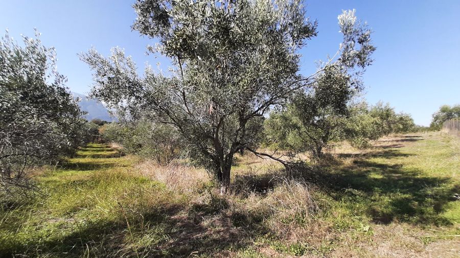 Πώληση, Αγροτεμάχιο, 2000τ.μ. Ν. Πιερίας, Λιτόχωρο | 13232729 | Spitogatos