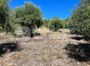Πώληση, Αγροτεμάχιο, 2655τ.μ. Αίπεια, Νερατζιά | 13001504 | Spitogatos