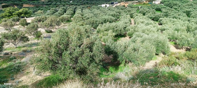 ΑΓΡΟΤΕΜΑΧΙΟ ΜΕ ΜΟΝΟΚΑΤΟΙΚΙΑ ΣΤΗΝ ΣΗΤΕΙΑ ΠΩΛΕΙΤΑΙ