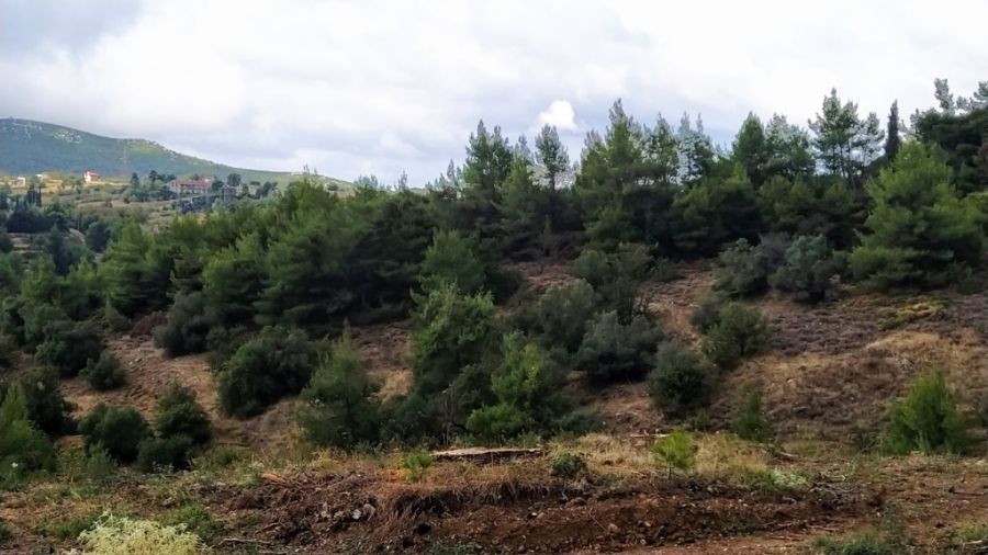 Πώληση, Αγροτεμάχιο, 4800τ.μ. Υπόλοιπο Αττικής, Κ. Καπανδριτίου ...