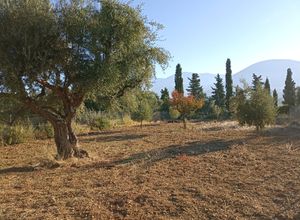 Πώληση, Αγροτεμάχιο, 1500τ.μ. Μεσσατίδα, Οβριά | 13805661 | Spitogatos