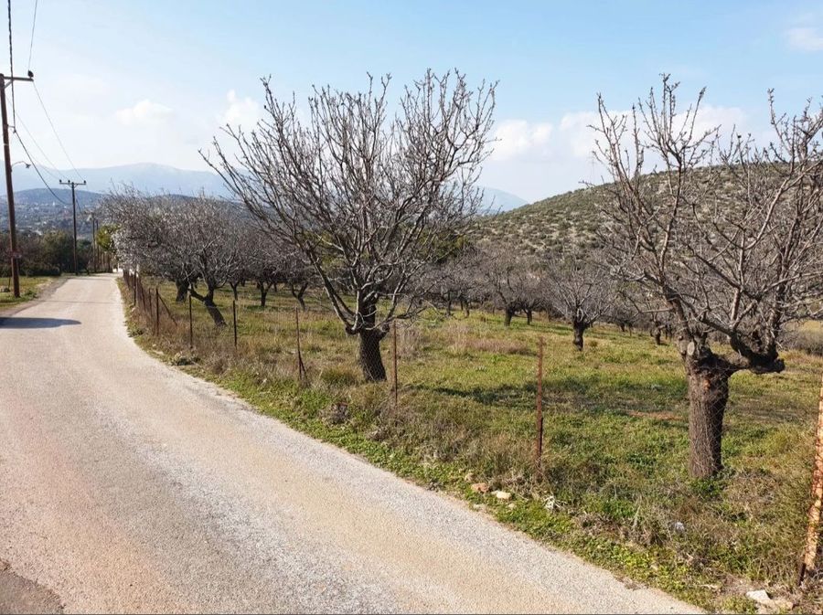 Πώληση, Αγροτεμάχιο, 6400τ.μ. Κορωπί, Άγιος Δημήτριος | 14338235 ...