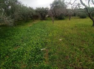 Πώληση, Αγροτεμάχιο, 4400τ.μ. Αισωνία, Διμήνι | 15196813 | Spitogatos