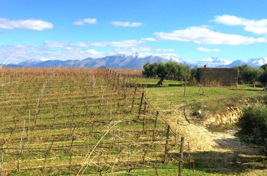 Πώληση, Αγροτεμάχιο, 22000τ.μ. Νίκος Καζαντζάκης, Αλάγνι | 15428633 ...