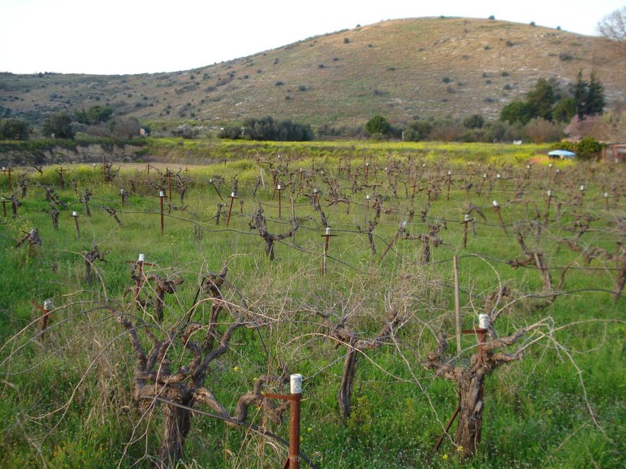 Πώληση, Οικόπεδο, 5000τ.μ. Ληλάντιο, Μύτικας | 15483285 | Spitogatos