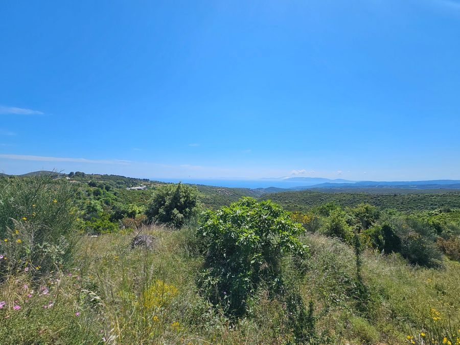 Αγροτεμάχιο προς πώληση Συκή (Αφέτες) - ΑΓΡΟΤΕΜΑΧΙΟ 4,000ΤΜ ΜΕ ΘΕΑ