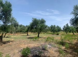 Πώληση, Αγροτεμάχιο, 3500τ.μ. Ιθώμης, Αριστοδήμειο | 15945133 | Spitogatos
