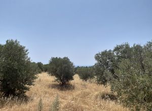 Πώληση, Αγροτεμάχιο, 7000τ.μ. Σιθωνία, Νικήτη | 16207338 | Spitogatos