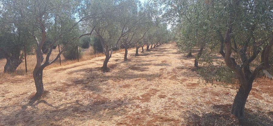 Πώληση, Αγροτεμάχιο, 1000τ.μ. Αυλίδα, Παραλία Αυλίδας | 16276136 ...