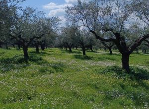 Πώληση, Αγροτεμάχιο, 80000τ.μ. Μεσσηνία, Οιχαλία | 17169606 | Spitogatos